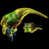 Digimorph - Publications