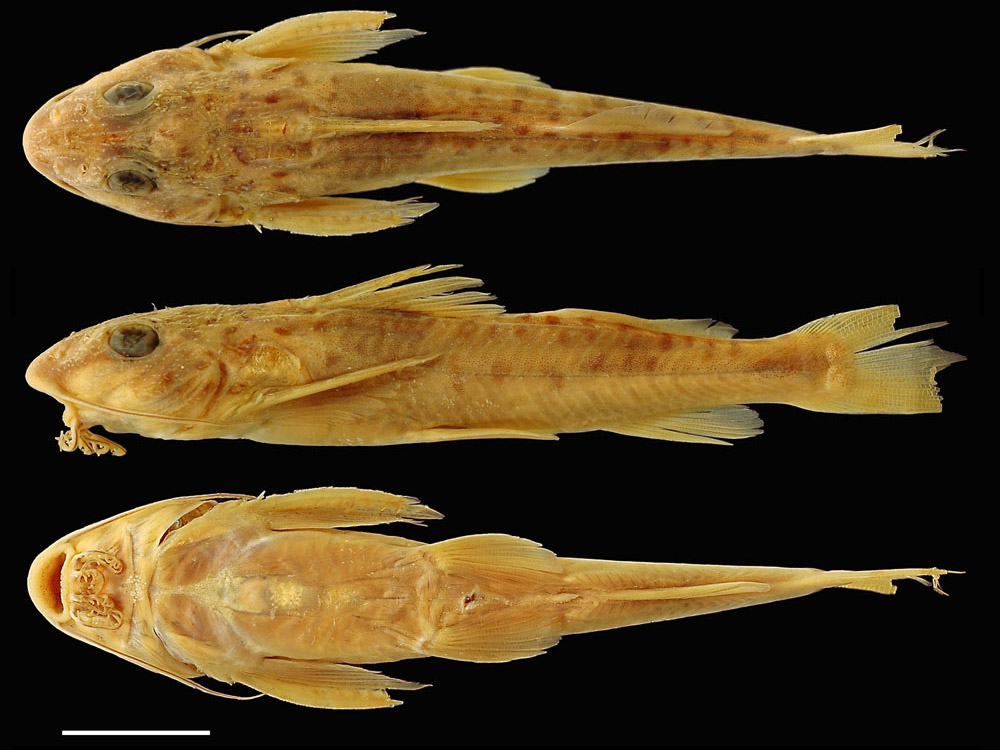 Acanthocleithron chapini