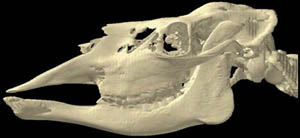 Digimorph - Alces alces (Moose)