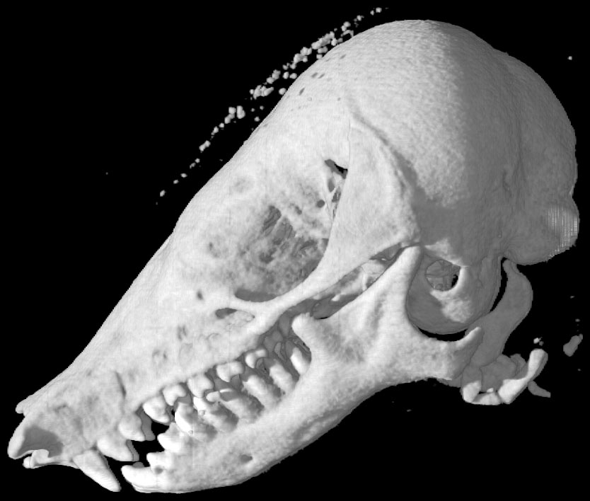 Insectivora Skull