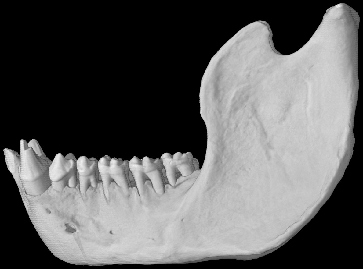 Silverback Gorilla Skull