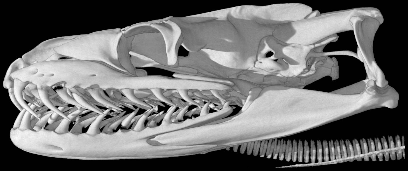 Slangenforum - Toon onderwerp - schedel tijgerpython