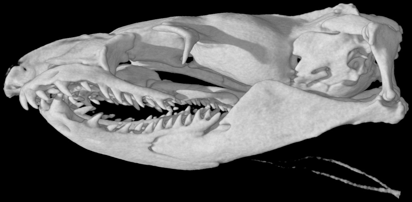 Coral Snake Skull